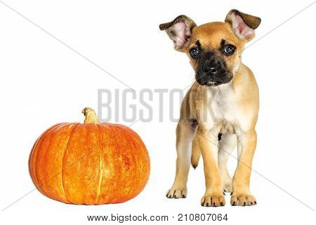 Puppy Half-breed Boxer Image & Photo (Free Trial) | Bigstock