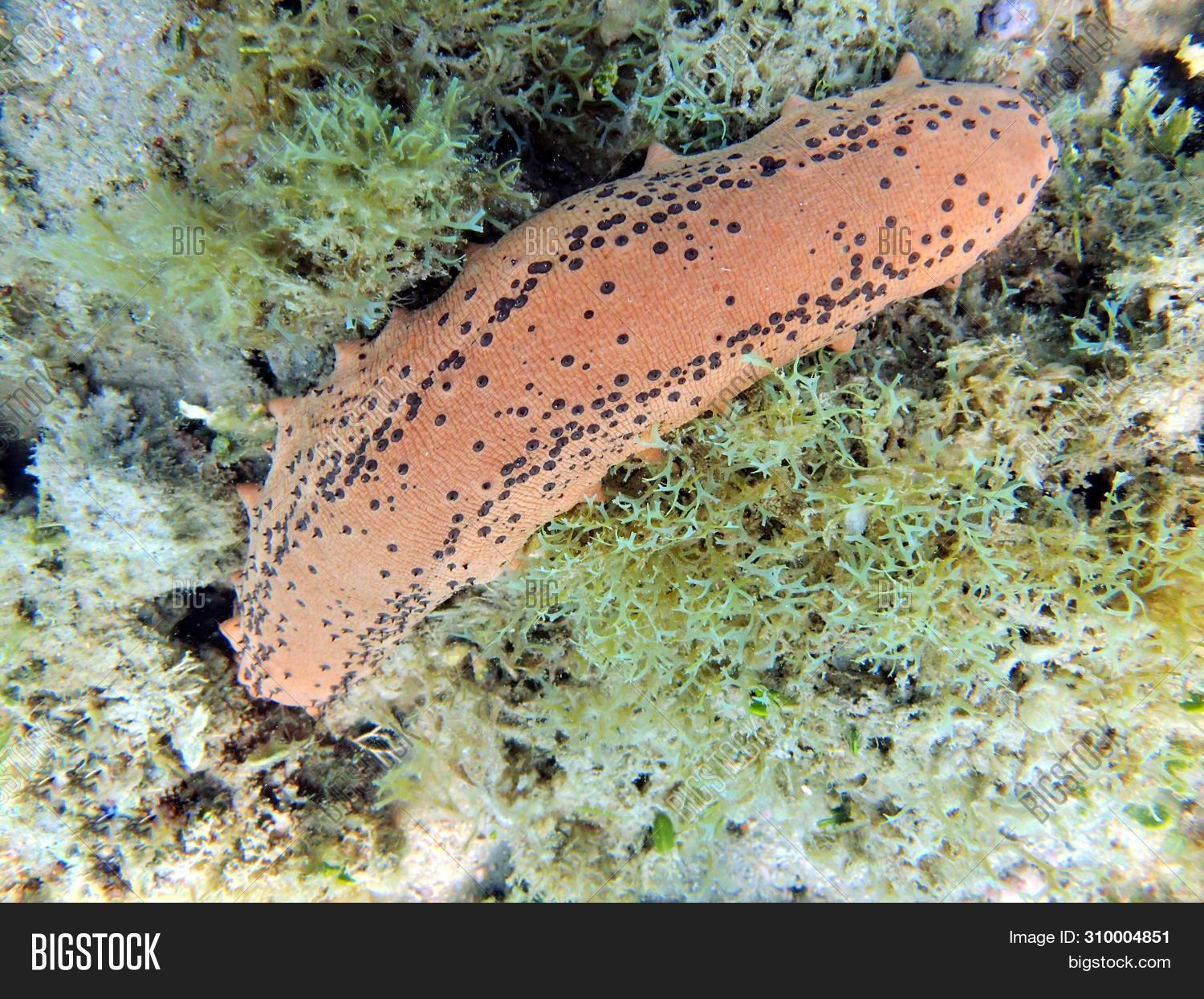 Sea Cucumber, Image & Photo (Free Trial) | Bigstock