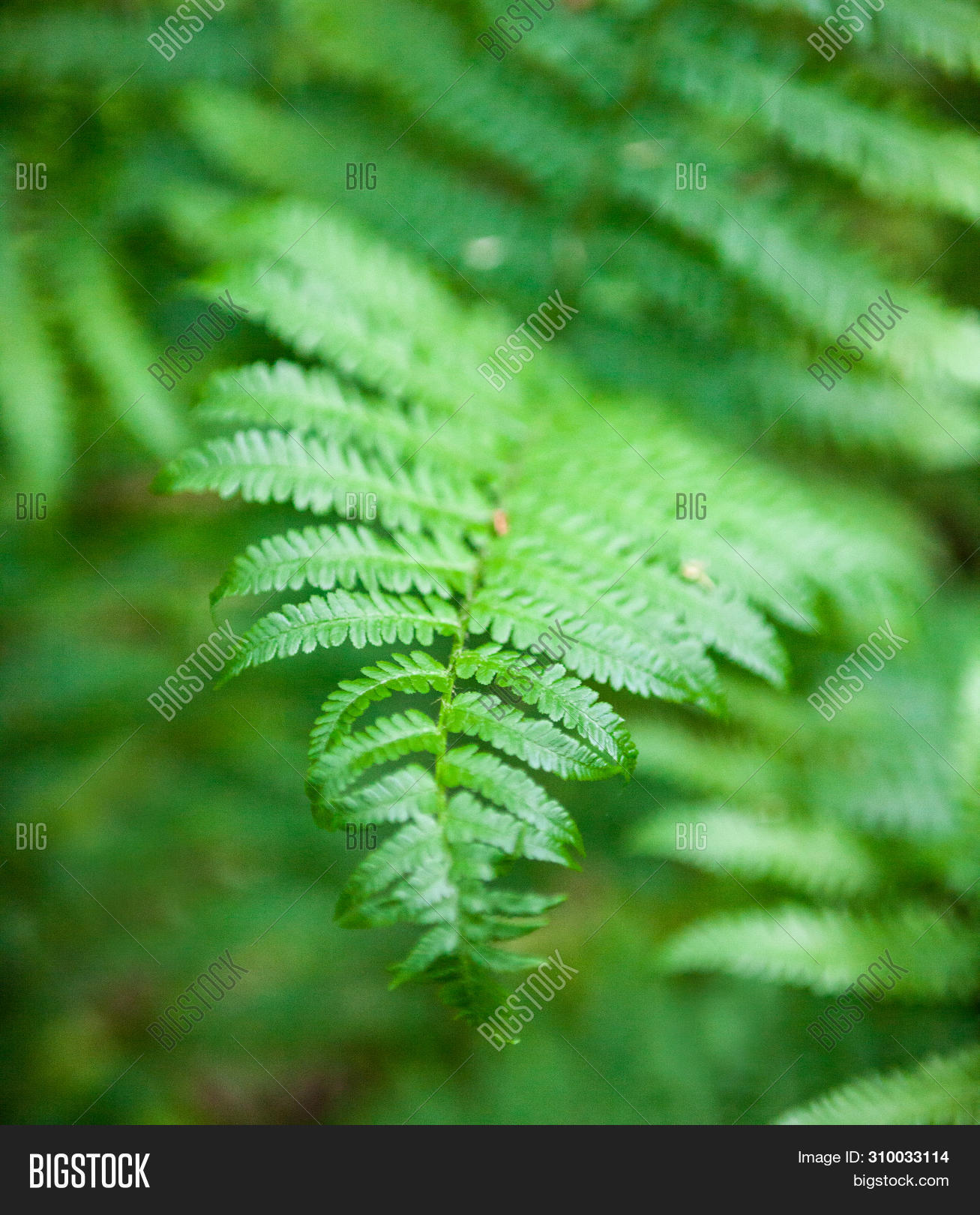 Beautiful Green Fern Image & Photo (Free Trial) | Bigstock