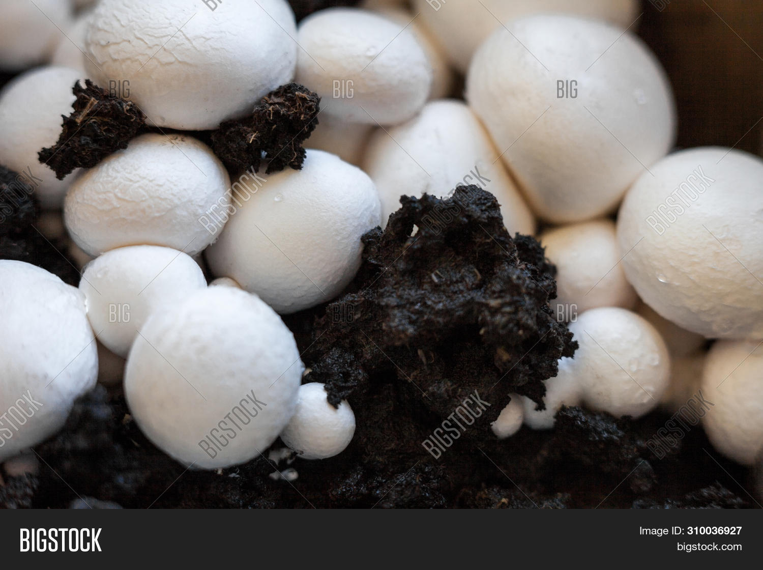 Growing Button Image & Photo (Free Trial) | Bigstock