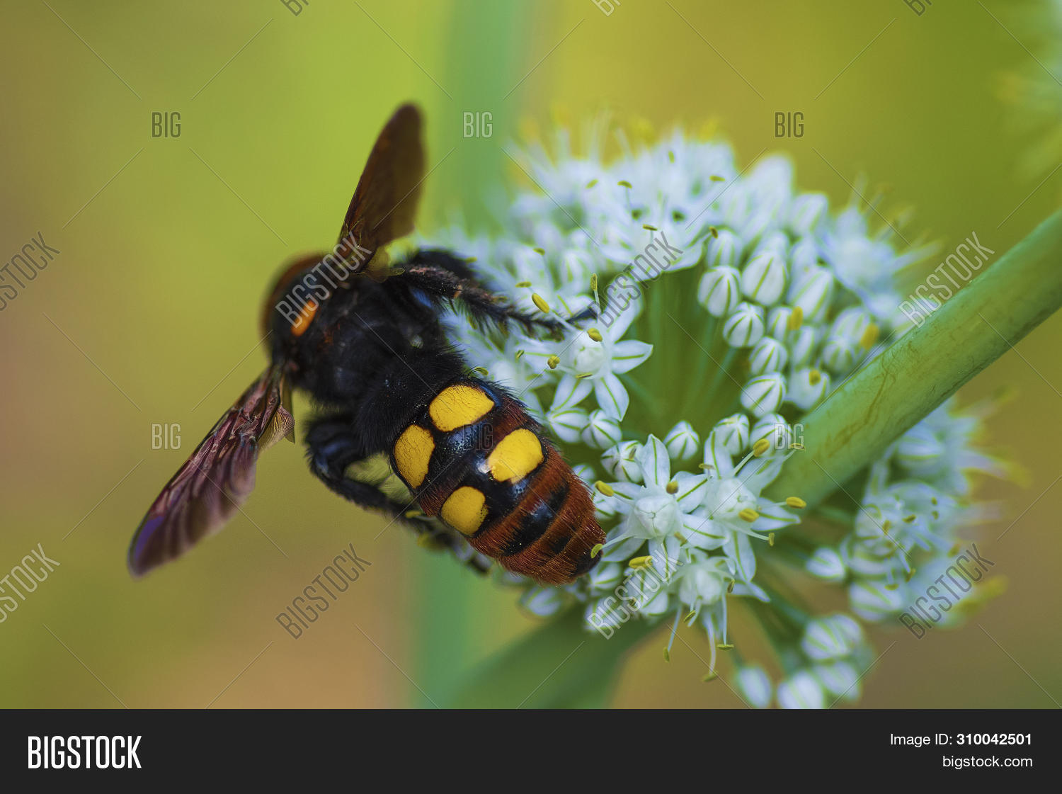 Megascolia Maculata. Image & Photo (Free Trial) | Bigstock