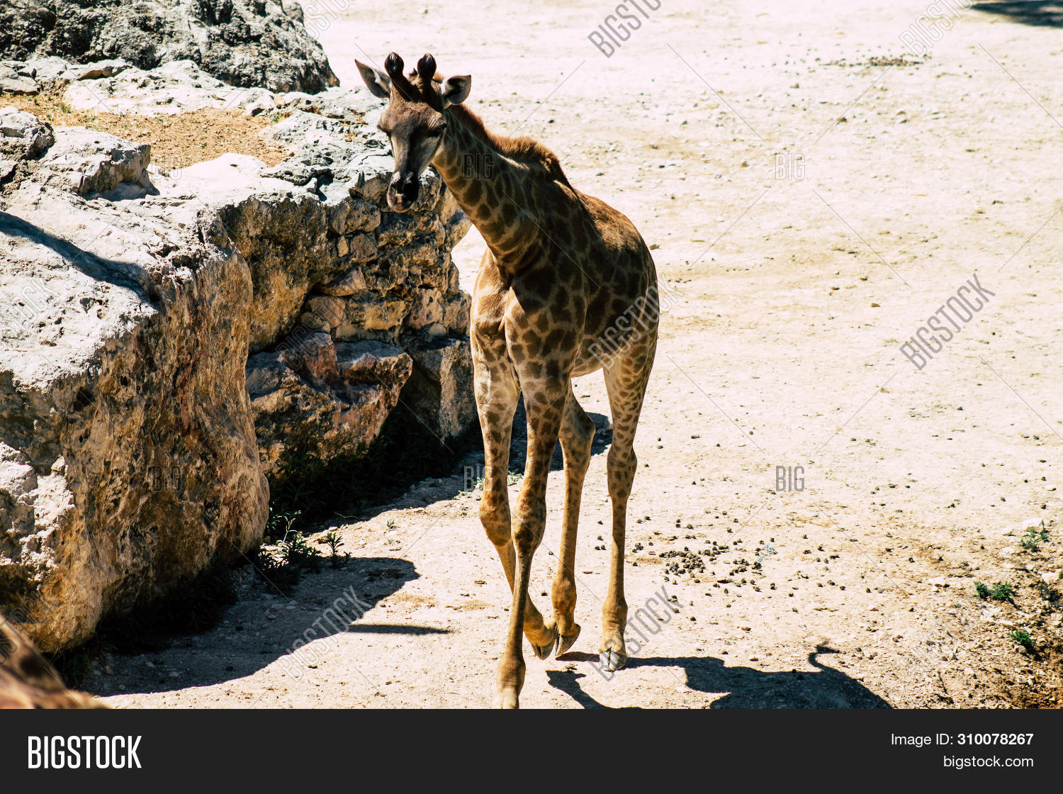 Angolan Giraffe Known Image & Photo (Free Trial) | Bigstock