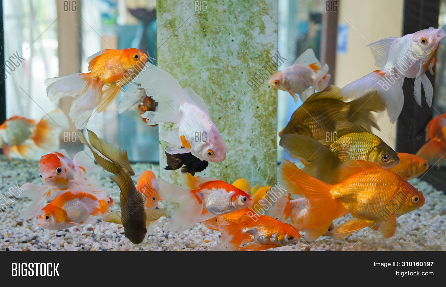 Group Gold Fish Image & Photo (Free Trial) | Bigstock