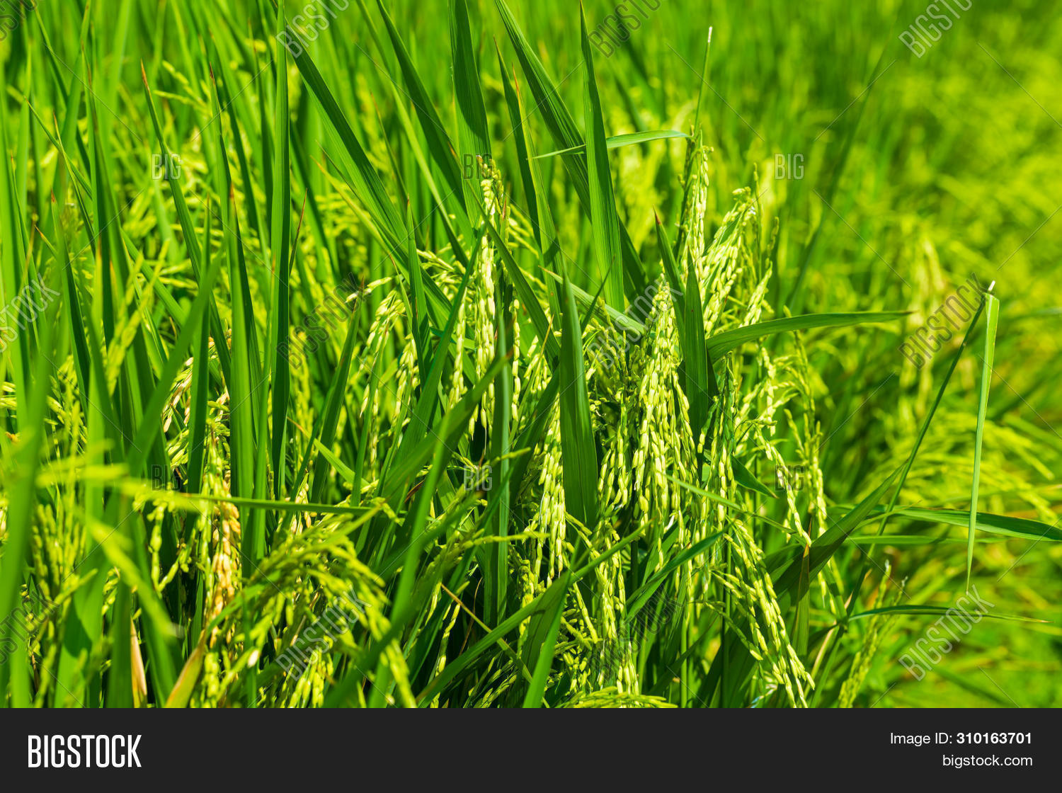 Yellow Paddy Rice On Image & Photo (Free Trial) | Bigstock