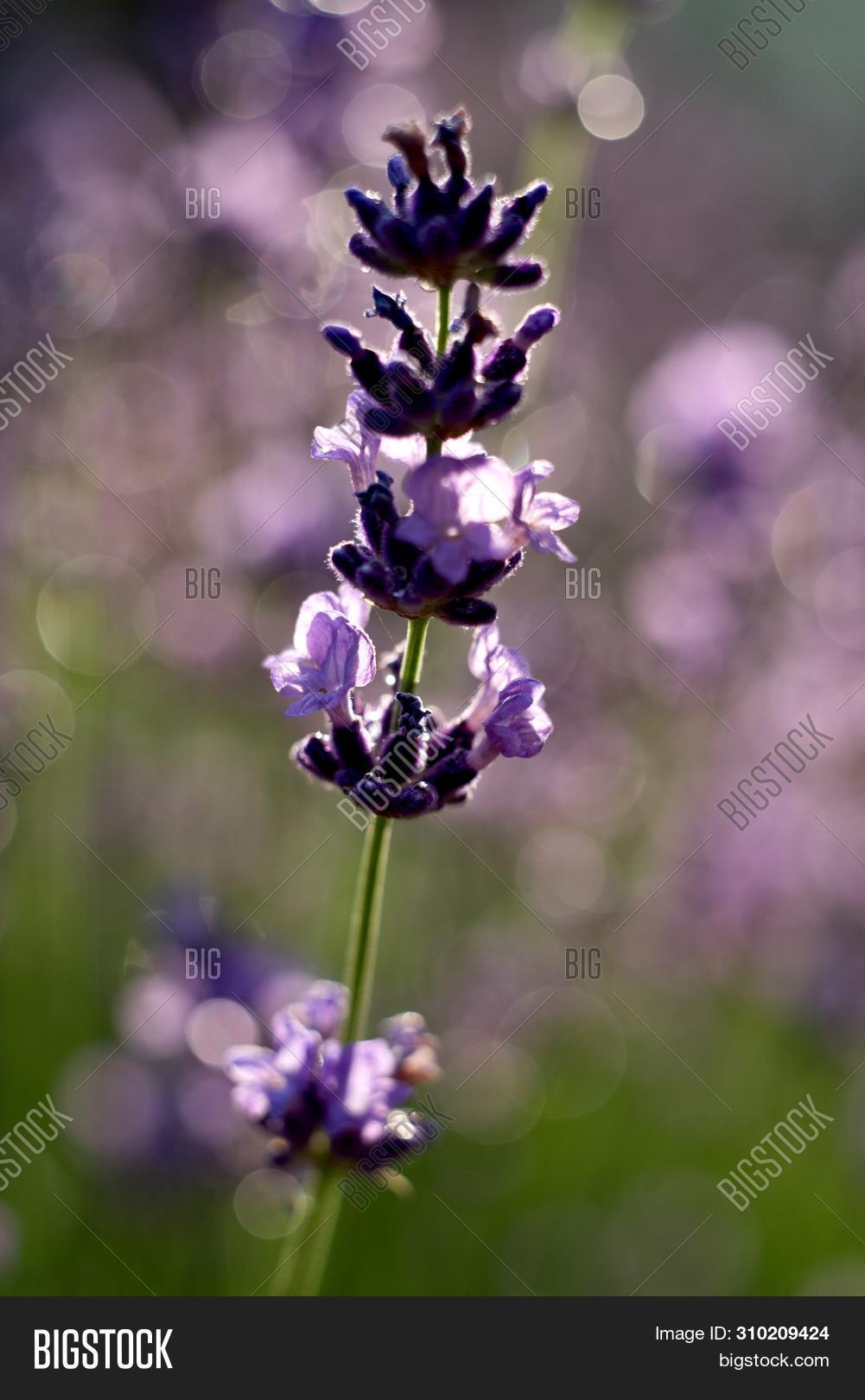 Lavandula Angustifolia Image & Photo (Free Trial) | Bigstock