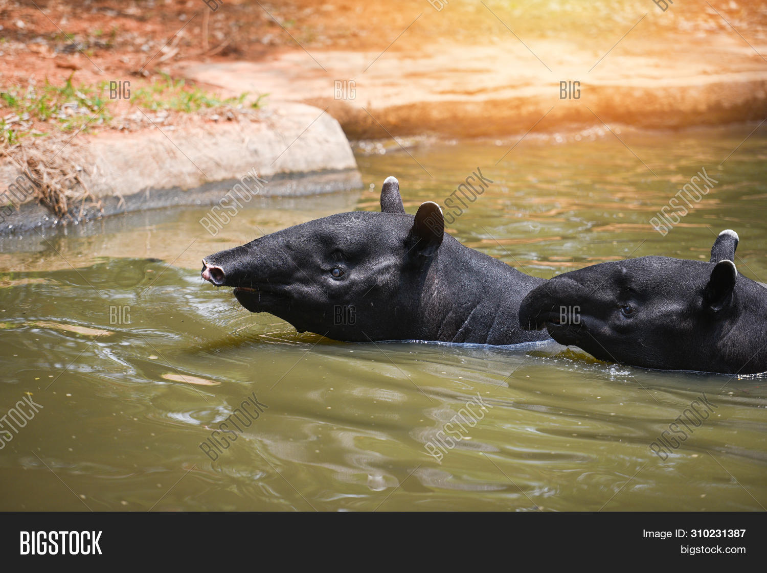 Tapir Swimming On Image & Photo (Free Trial) | Bigstock