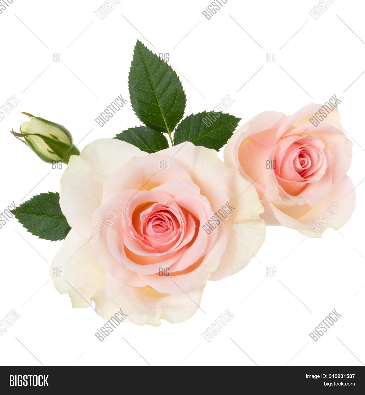 Two Pink Roses Image & Photo (Free Trial) | Bigstock