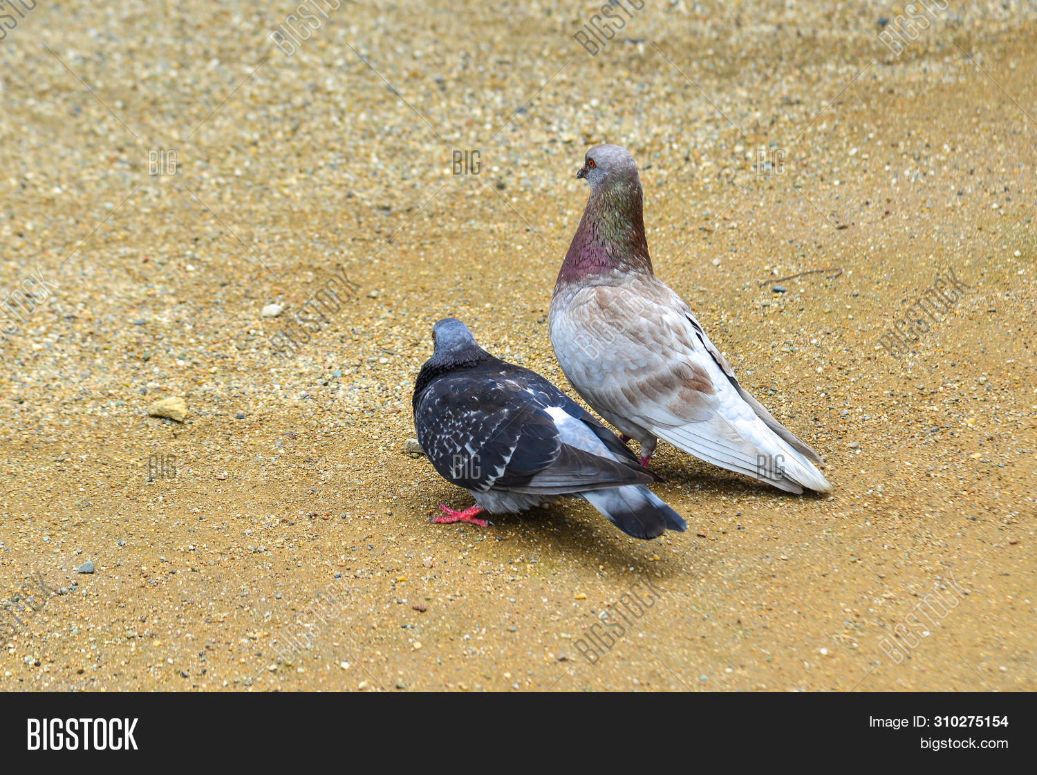 Couple Pigeon Playing Image & Photo (Free Trial) | Bigstock