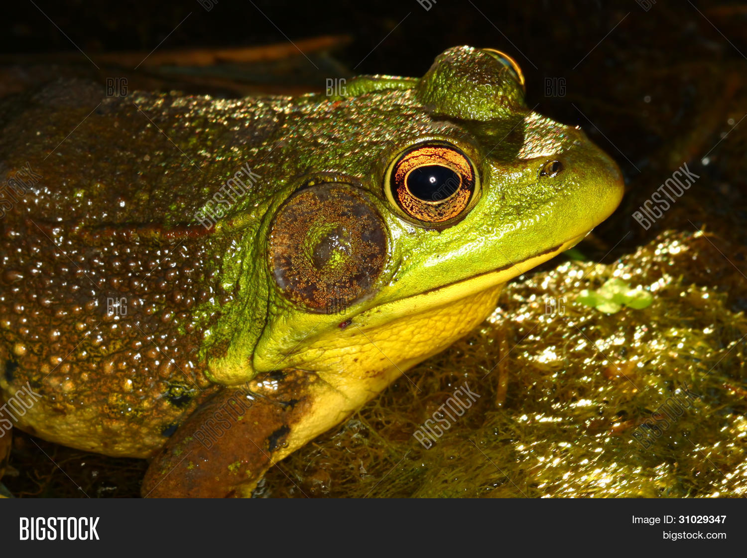 Green Frog (Rana Image & Photo (Free Trial) | Bigstock