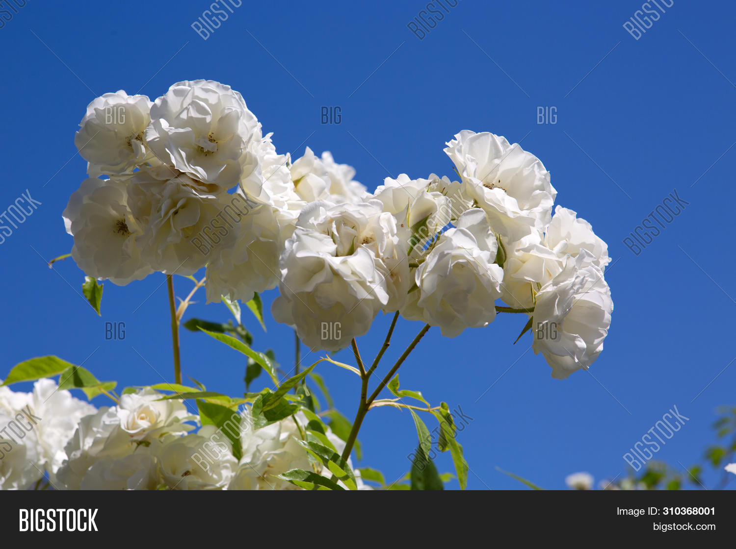 White Climbing Roses Image & Photo (Free Trial) | Bigstock