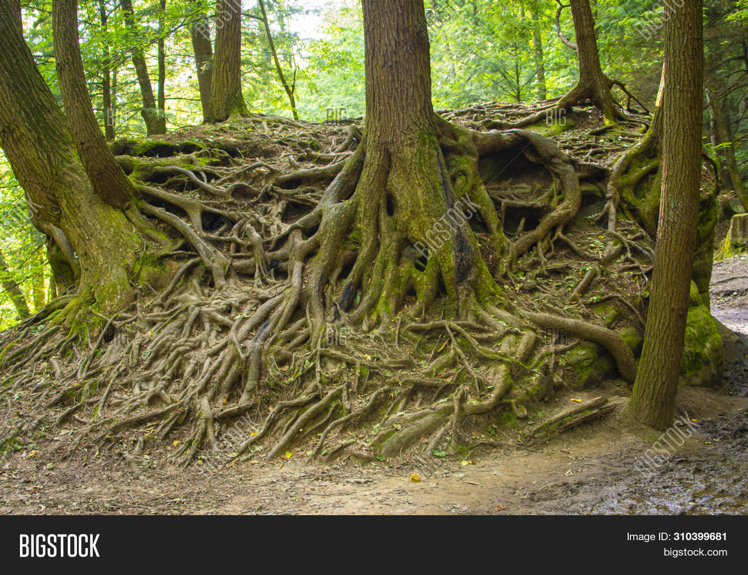 Many Tree Roots Image & Photo (Free Trial) | Bigstock