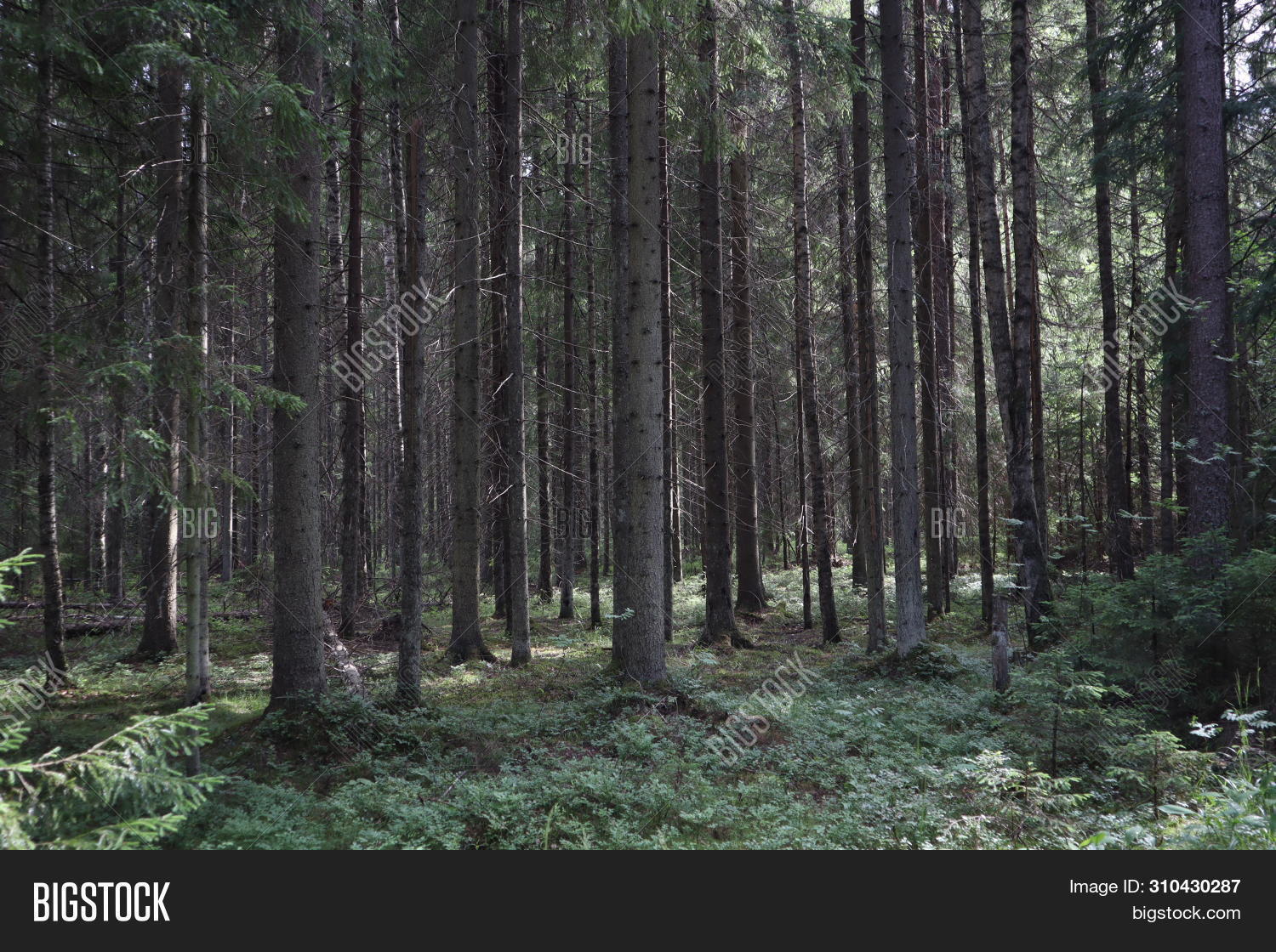 Pine Thicket. Forest Image & Photo (Free Trial) | Bigstock