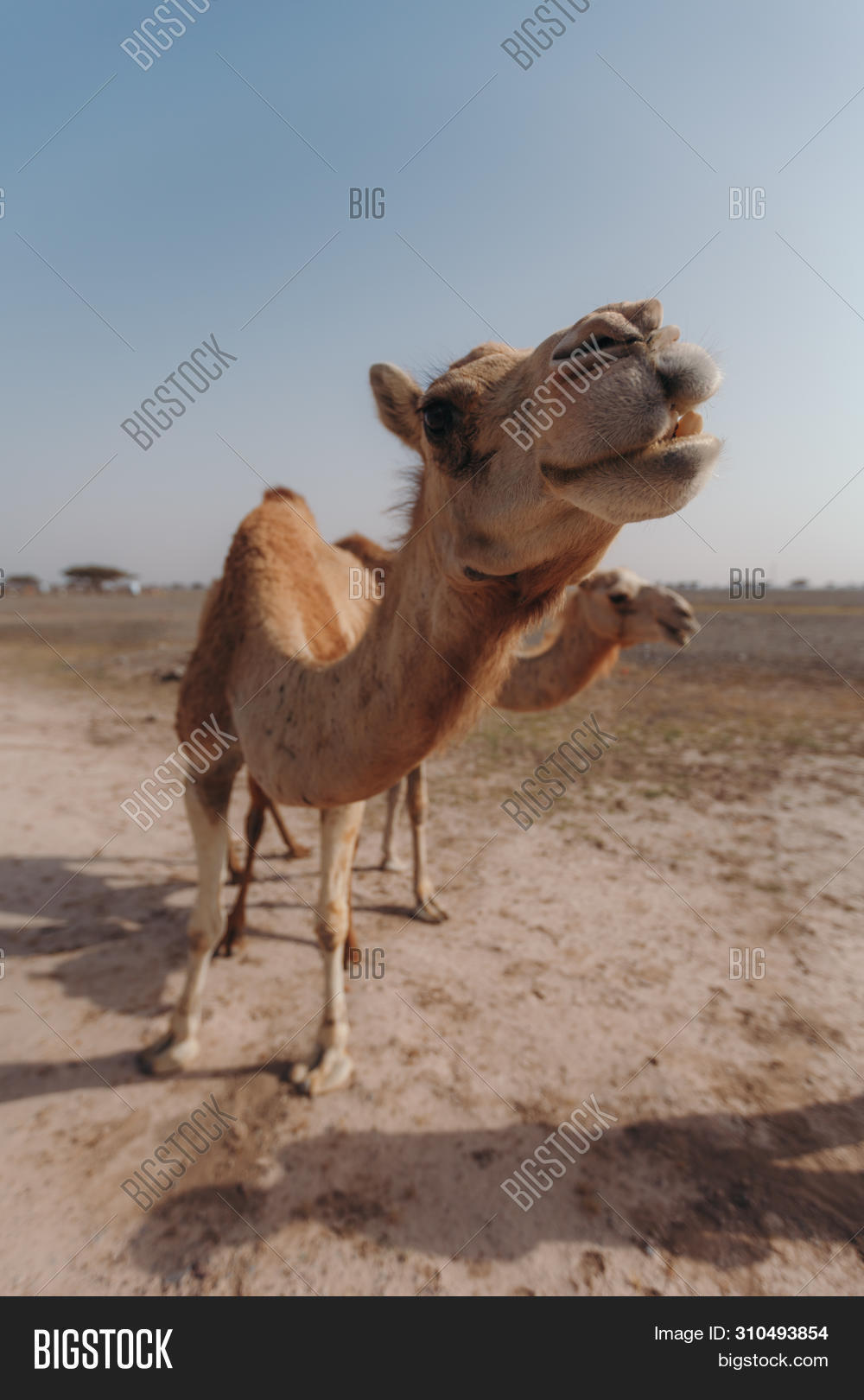 Two Camels Stand Image & Photo (Free Trial) | Bigstock