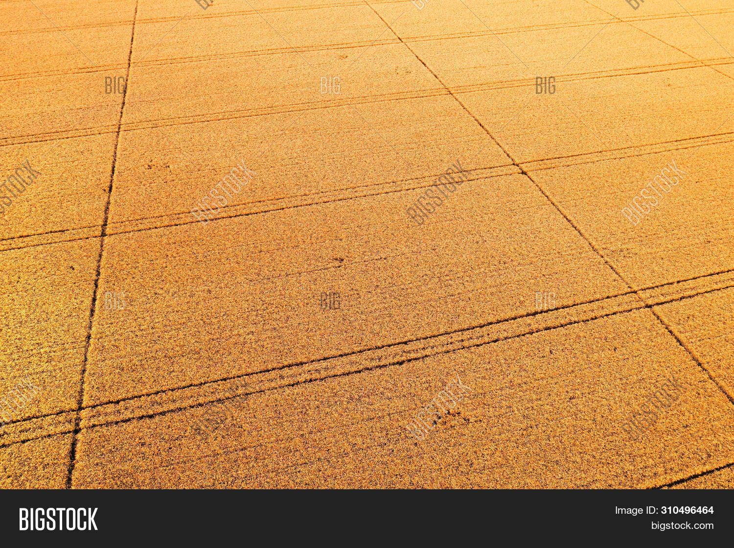 Aerial View Ripe Wheat Image & Photo (Free Trial) | Bigstock