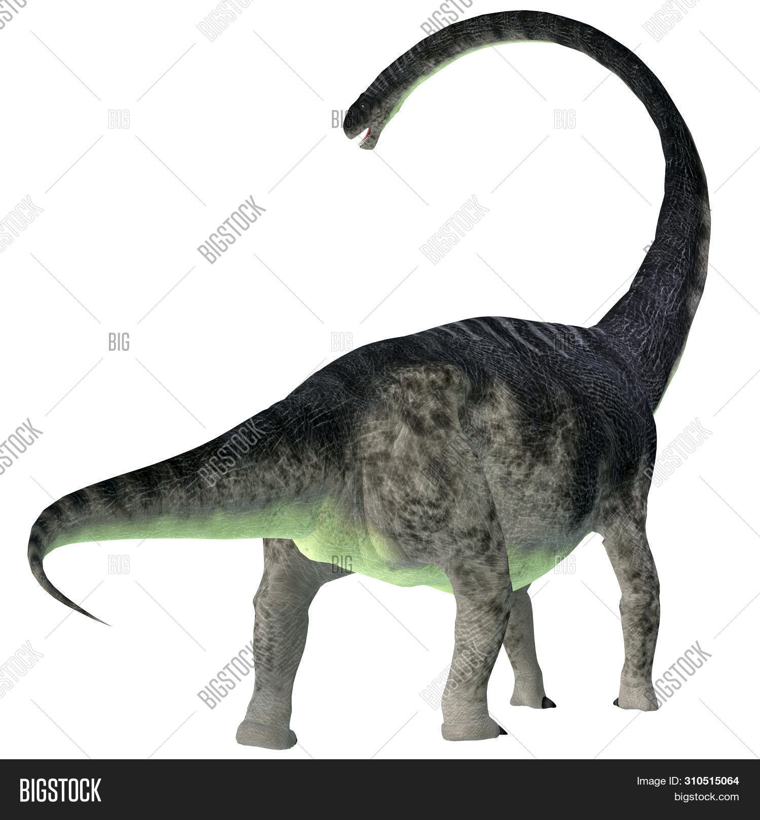 Omeisaurus Dinosaur Image & Photo (Free Trial) | Bigstock