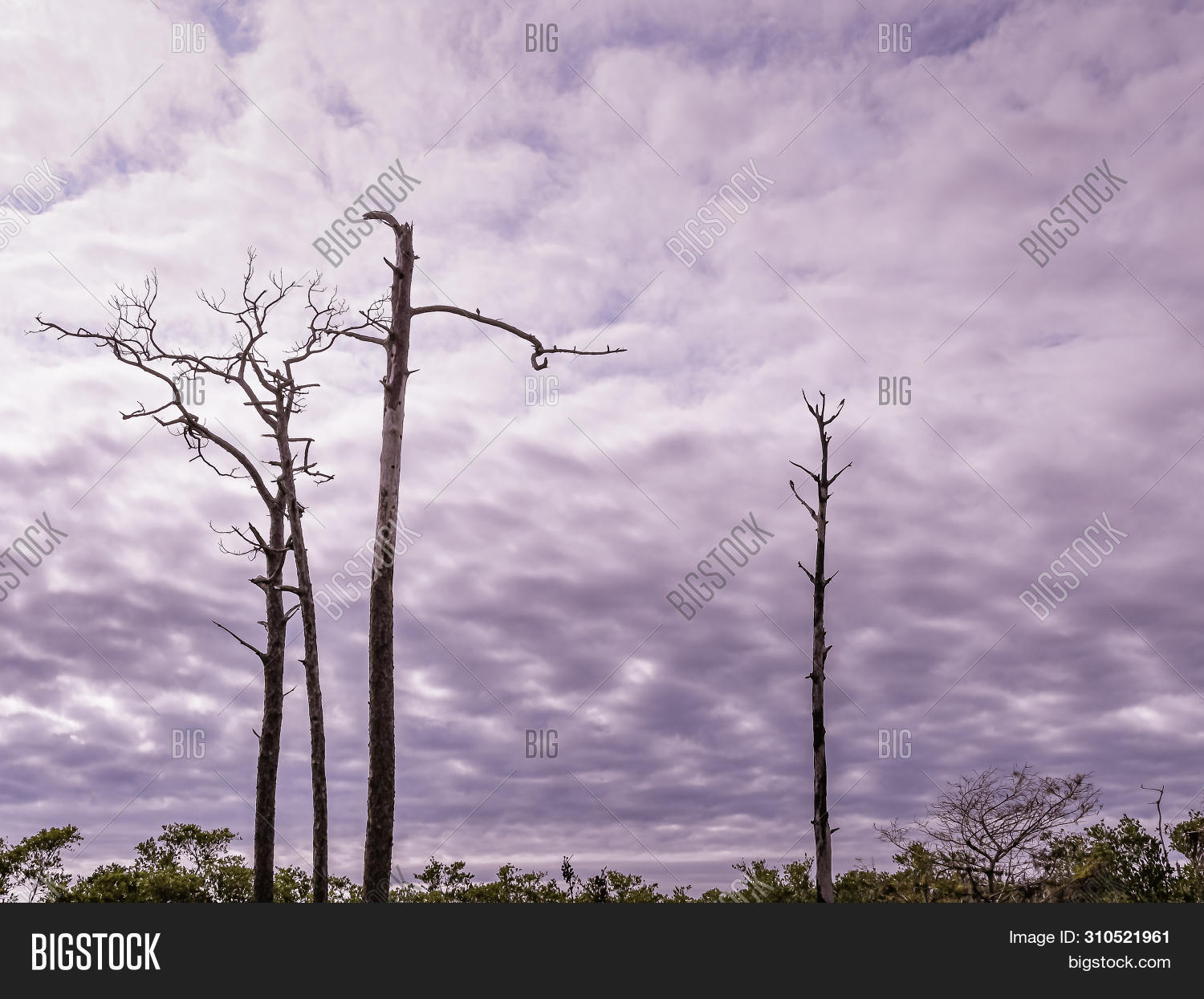 Tall Dead Trees Image & Photo (Free Trial) | Bigstock