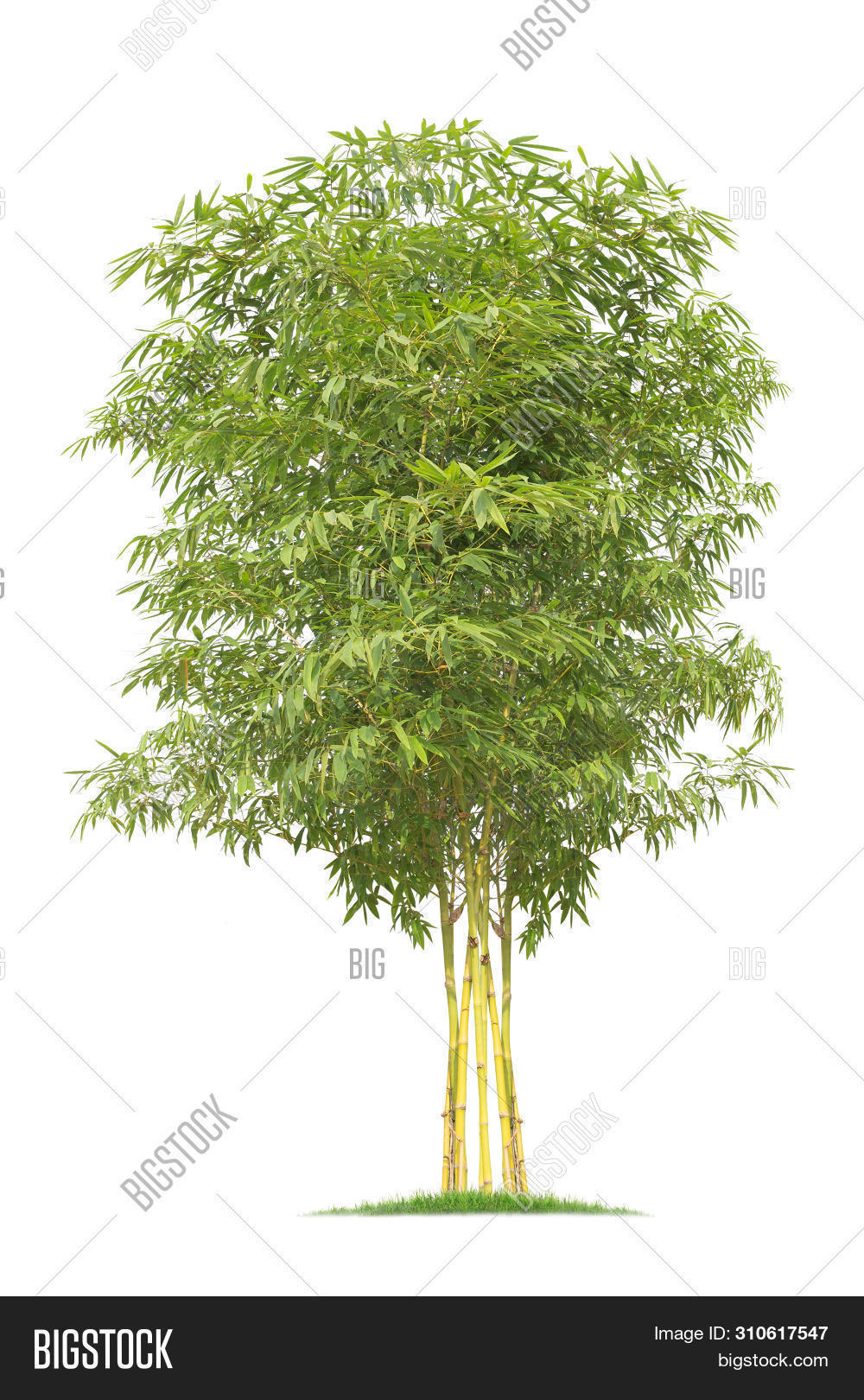 Bamboo. Isolated Tree Image & Photo (Free Trial) | Bigstock