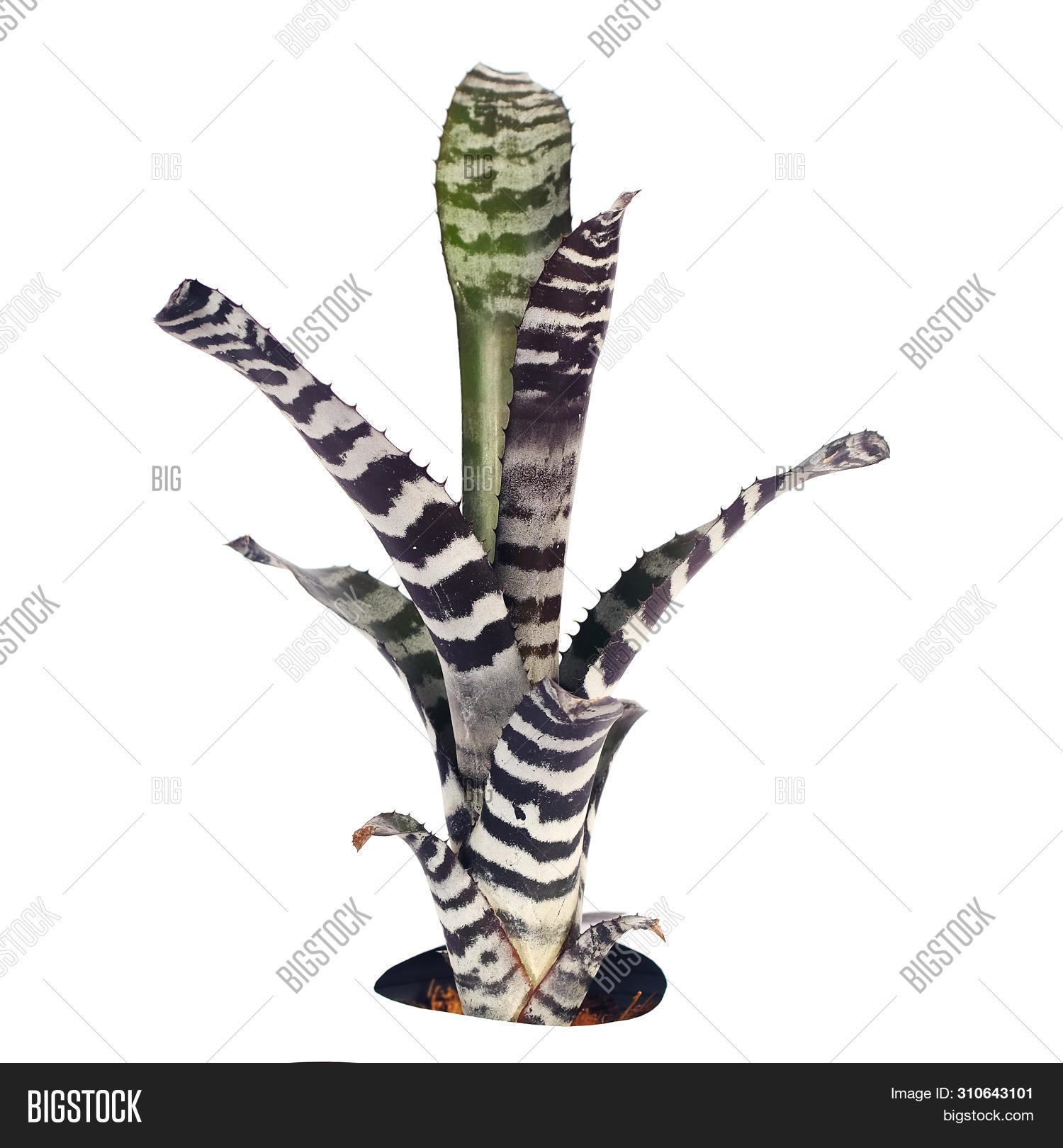Tiger Bromeliad Tree Image & Photo (Free Trial) | Bigstock