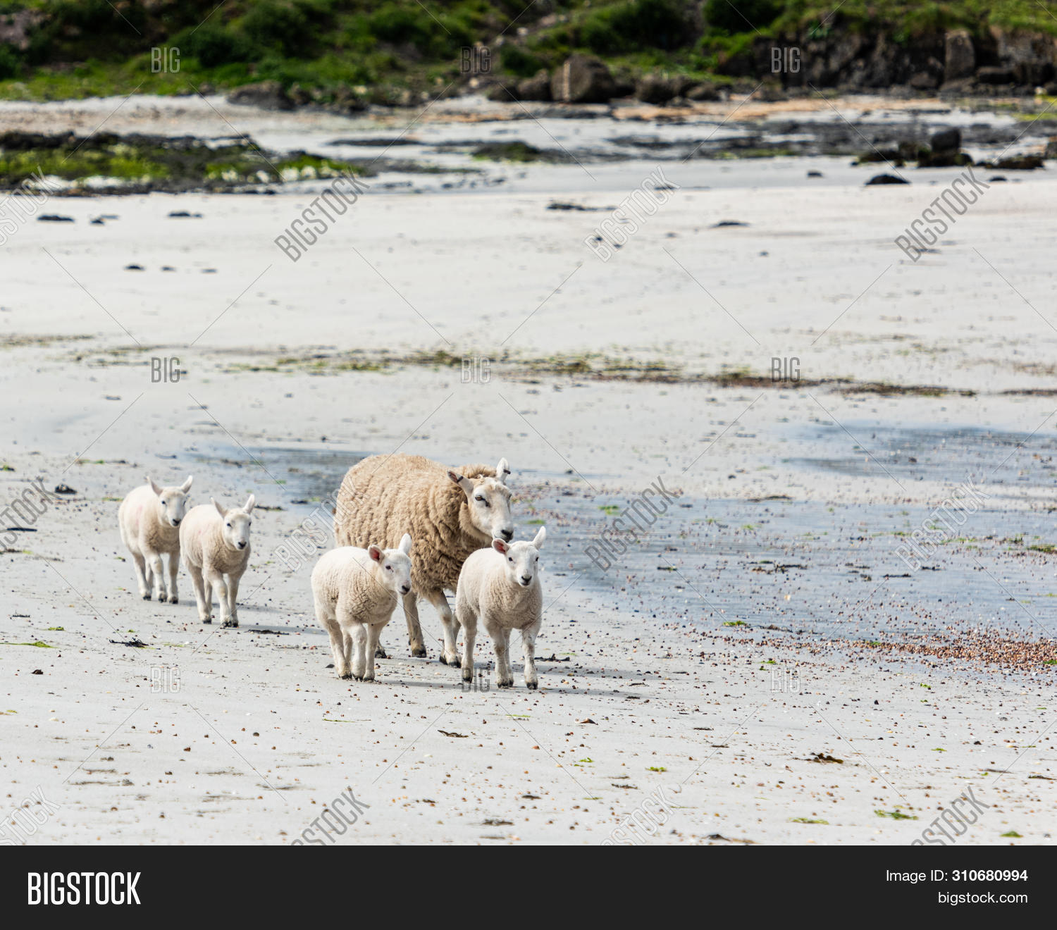 Family Sheep On Beach Image & Photo (Free Trial) | Bigstock