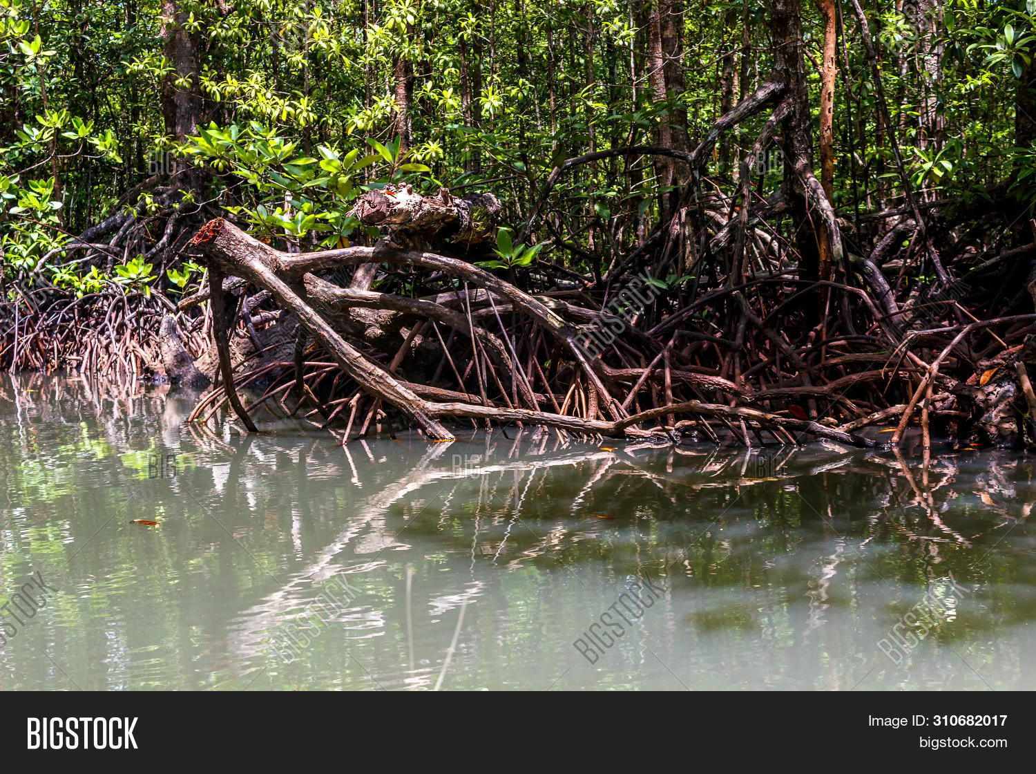 Roots Mangrove Forests Image & Photo (Free Trial) | Bigstock
