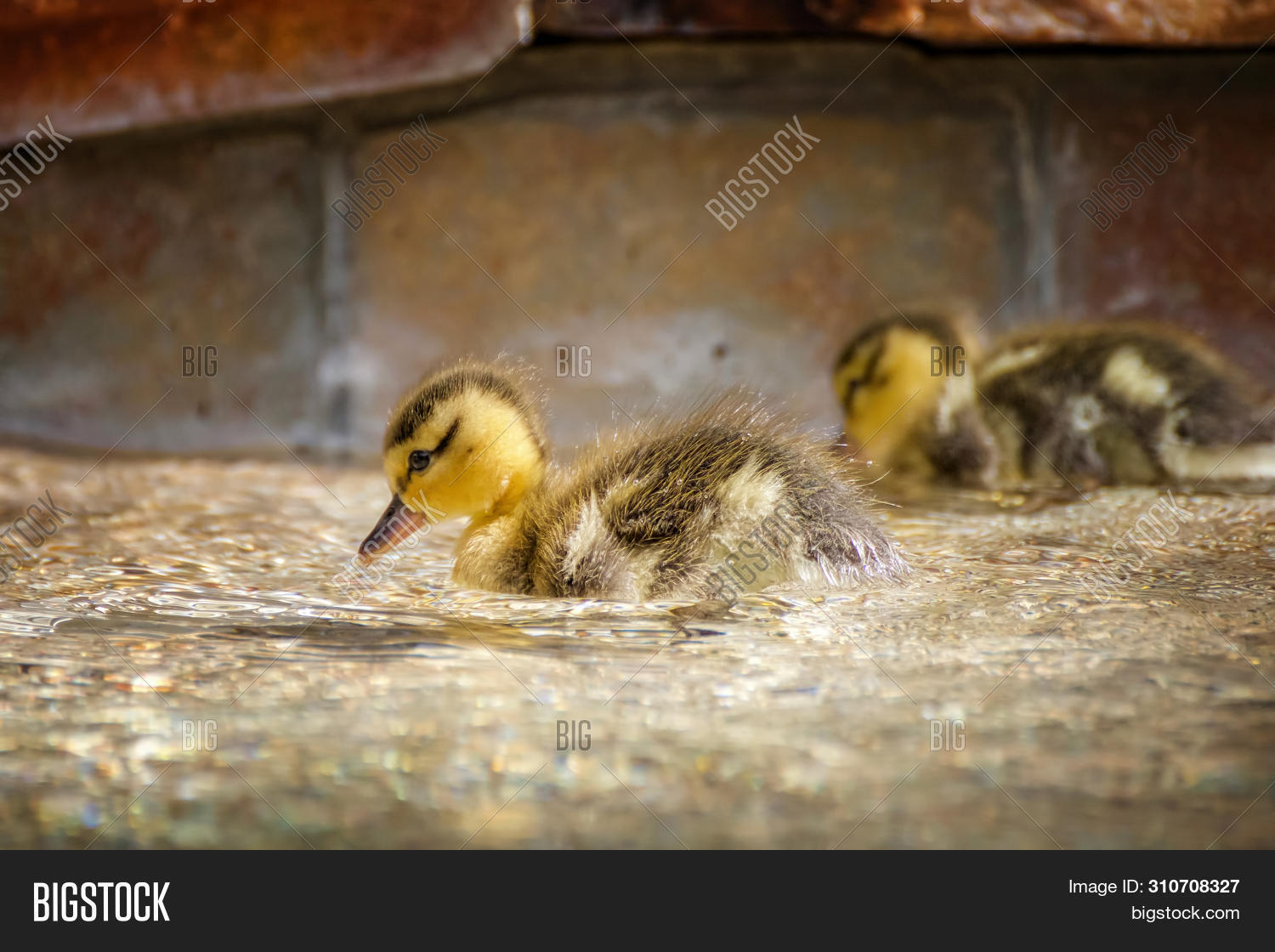 Ducklings Swimming Image & Photo (Free Trial) | Bigstock