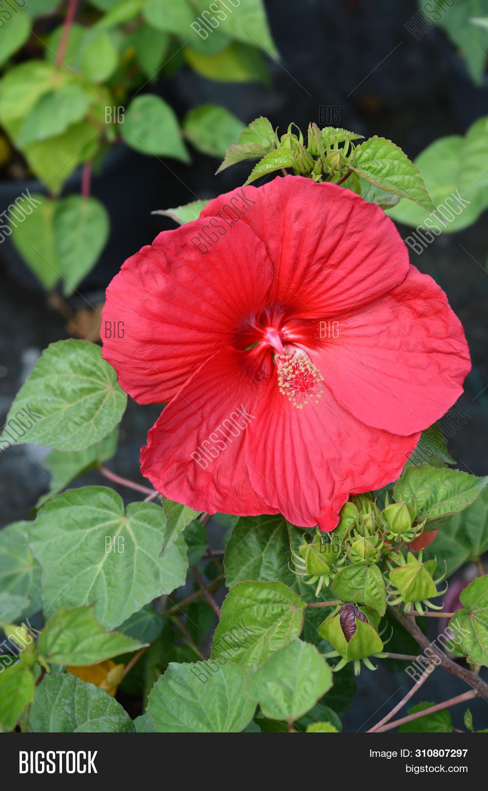 Hardy Hibiscus Luna Image & Photo (Free Trial) | Bigstock