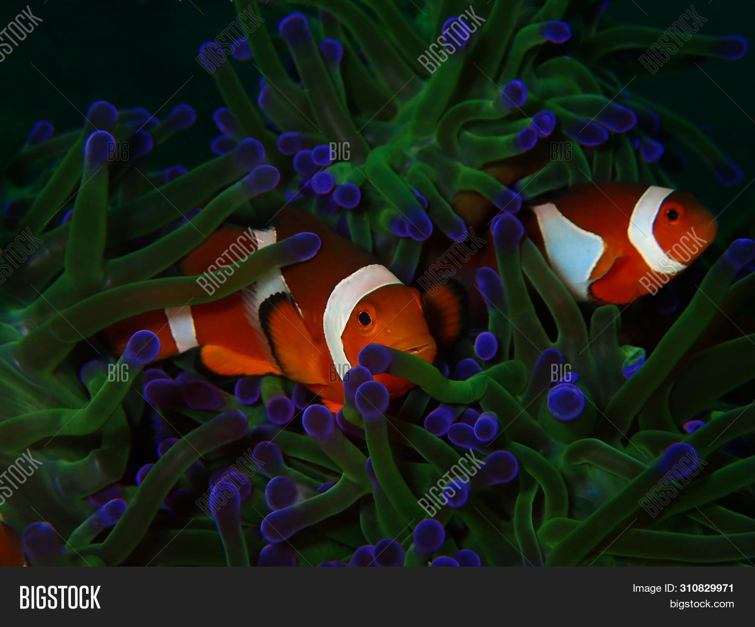 Closeup Macro Shot Image & Photo (Free Trial) | Bigstock