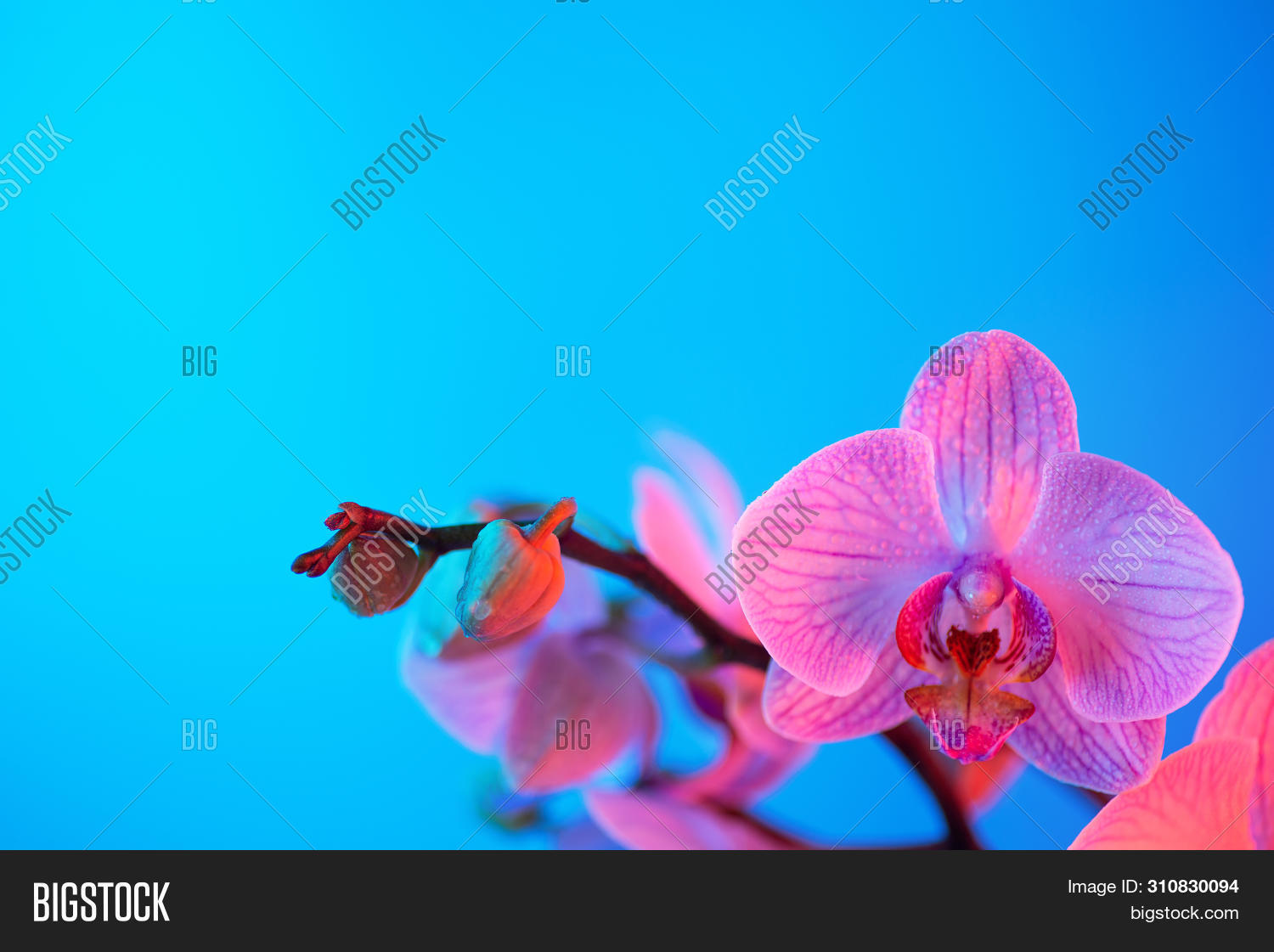 Delicate Pink Orchid Image & Photo (Free Trial) | Bigstock