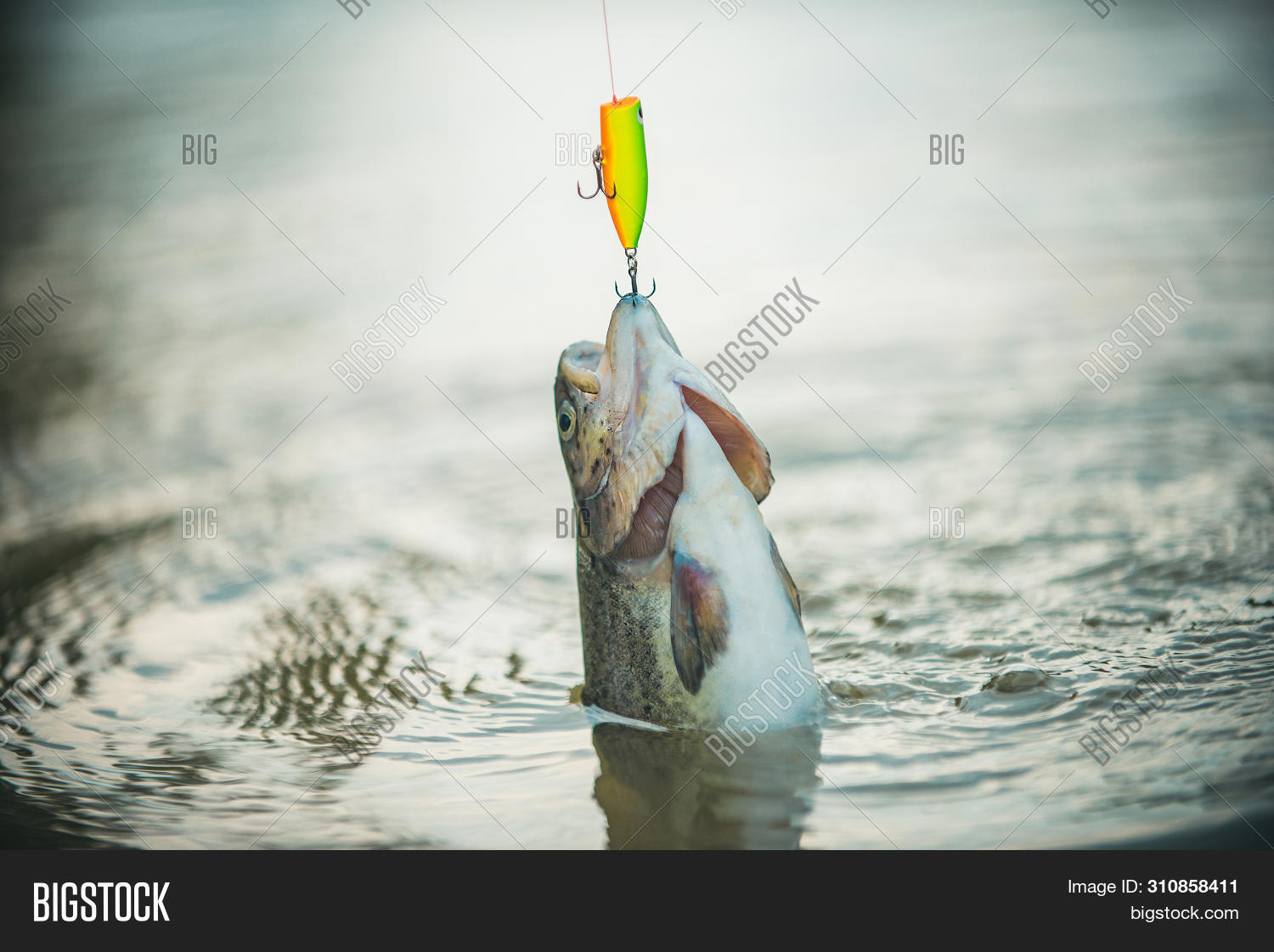 Bass Fishing Splash. Image & Photo (Free Trial) | Bigstock