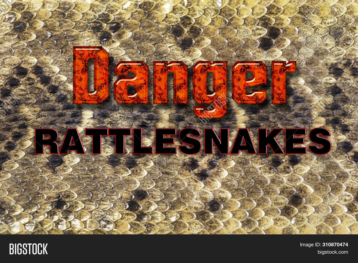 Texas Diamondback Image & Photo (Free Trial) | Bigstock