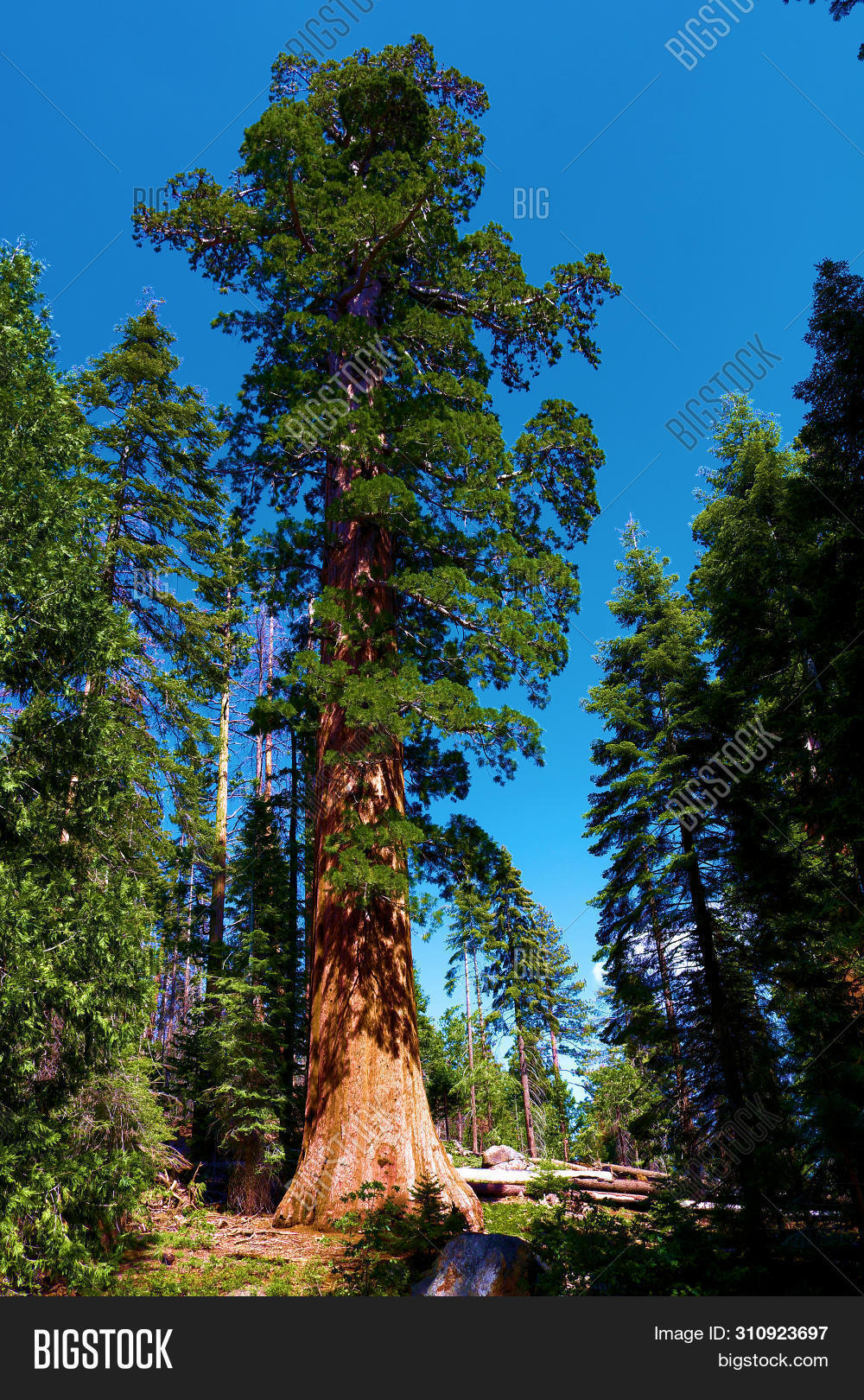 Sequoia Tree Image & Photo (Free Trial) | Bigstock