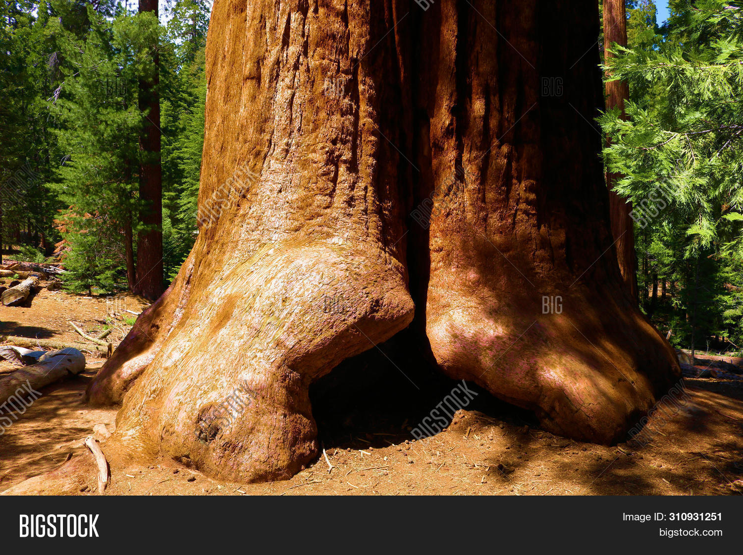 Large Base Sequoia Image & Photo (Free Trial) | Bigstock