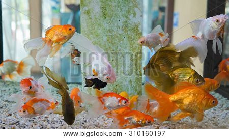 Group Gold Fish Image & Photo (Free Trial) | Bigstock