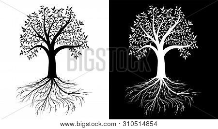 OAK Tree With Roots Images, Illustrations & Vectors (Free) - Bigstock