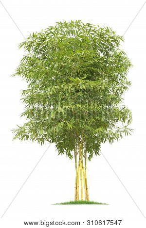 Bamboo. Isolated Tree Image & Photo (Free Trial) | Bigstock