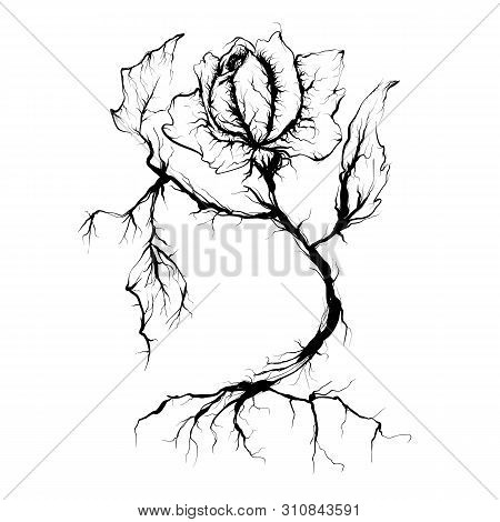 Abstract Flower Roots Vector & Photo (Free Trial) | Bigstock