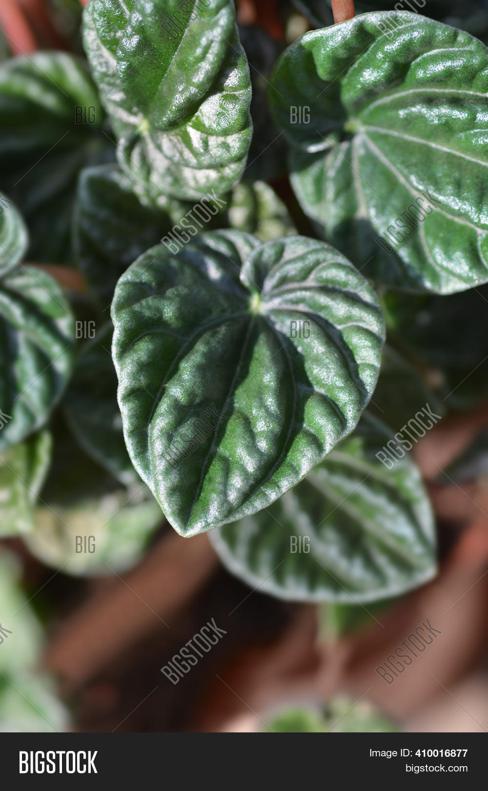 Radiator Plant Lilian Image & Photo (Free Trial) | Bigstock