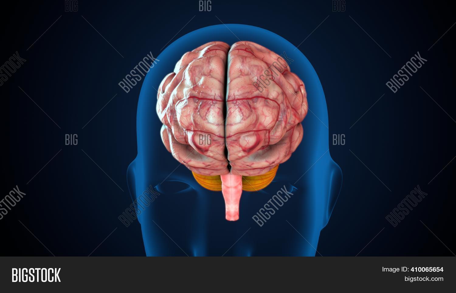 3d Render Male Human Image & Photo (Free Trial) | Bigstock