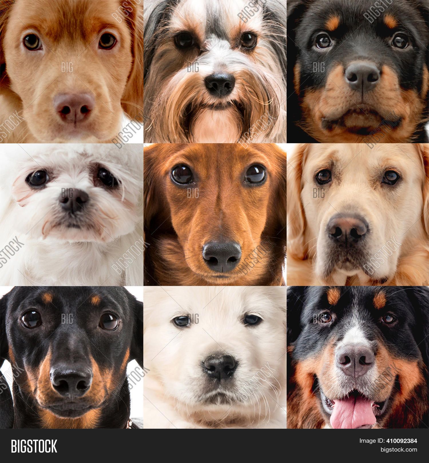 Collage Nine Dogs Image & Photo (Free Trial) | Bigstock