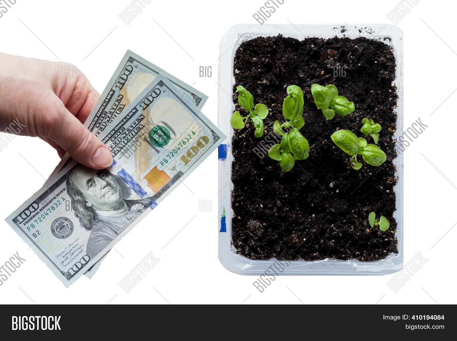 Expensive Organic Food Image & Photo (Free Trial) | Bigstock