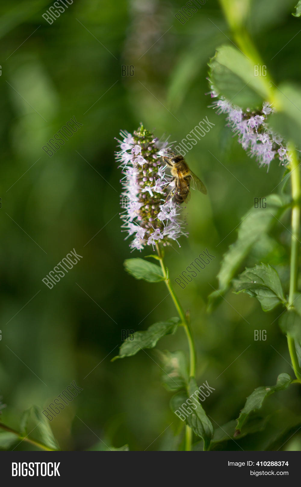 Clusters Small Purple Image & Photo (Free Trial) | Bigstock