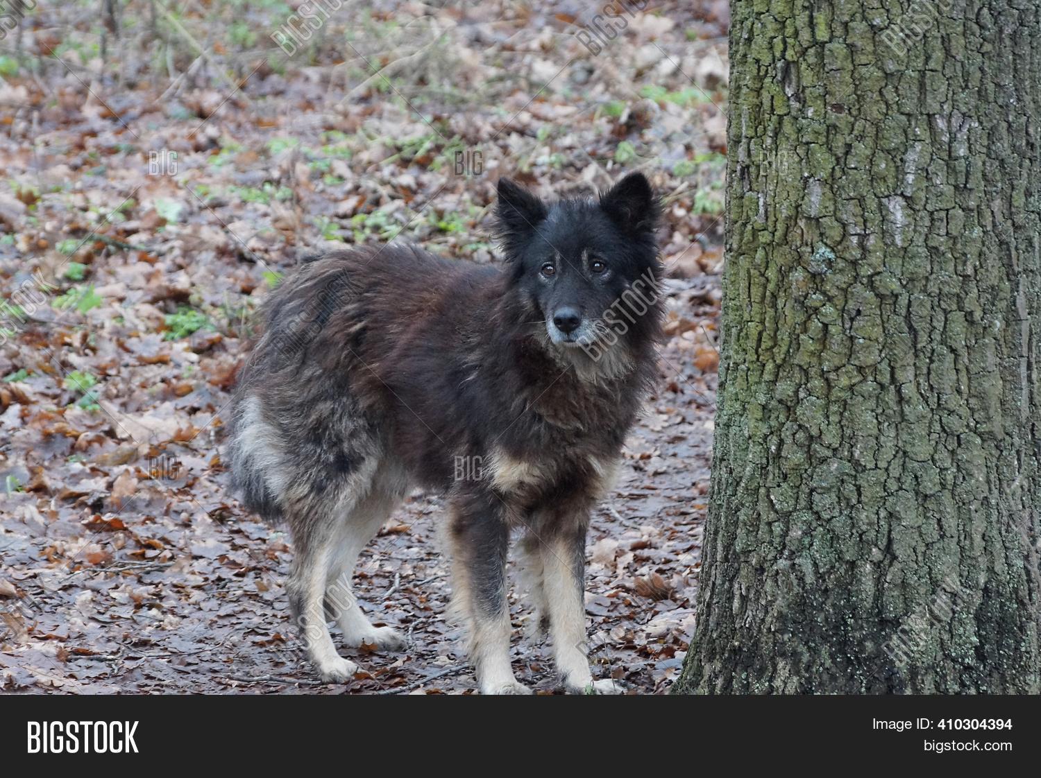 One Large Old Stray Image & Photo (Free Trial) | Bigstock