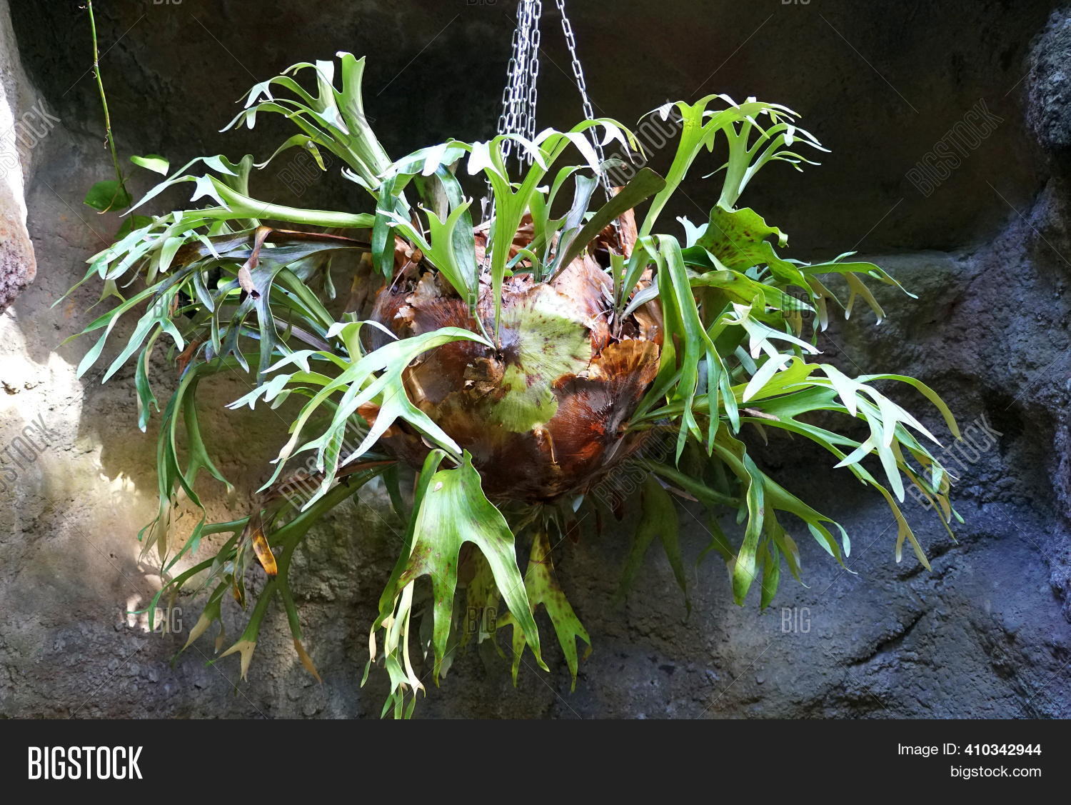Hanging Staghorn Fern Image & Photo (Free Trial) | Bigstock