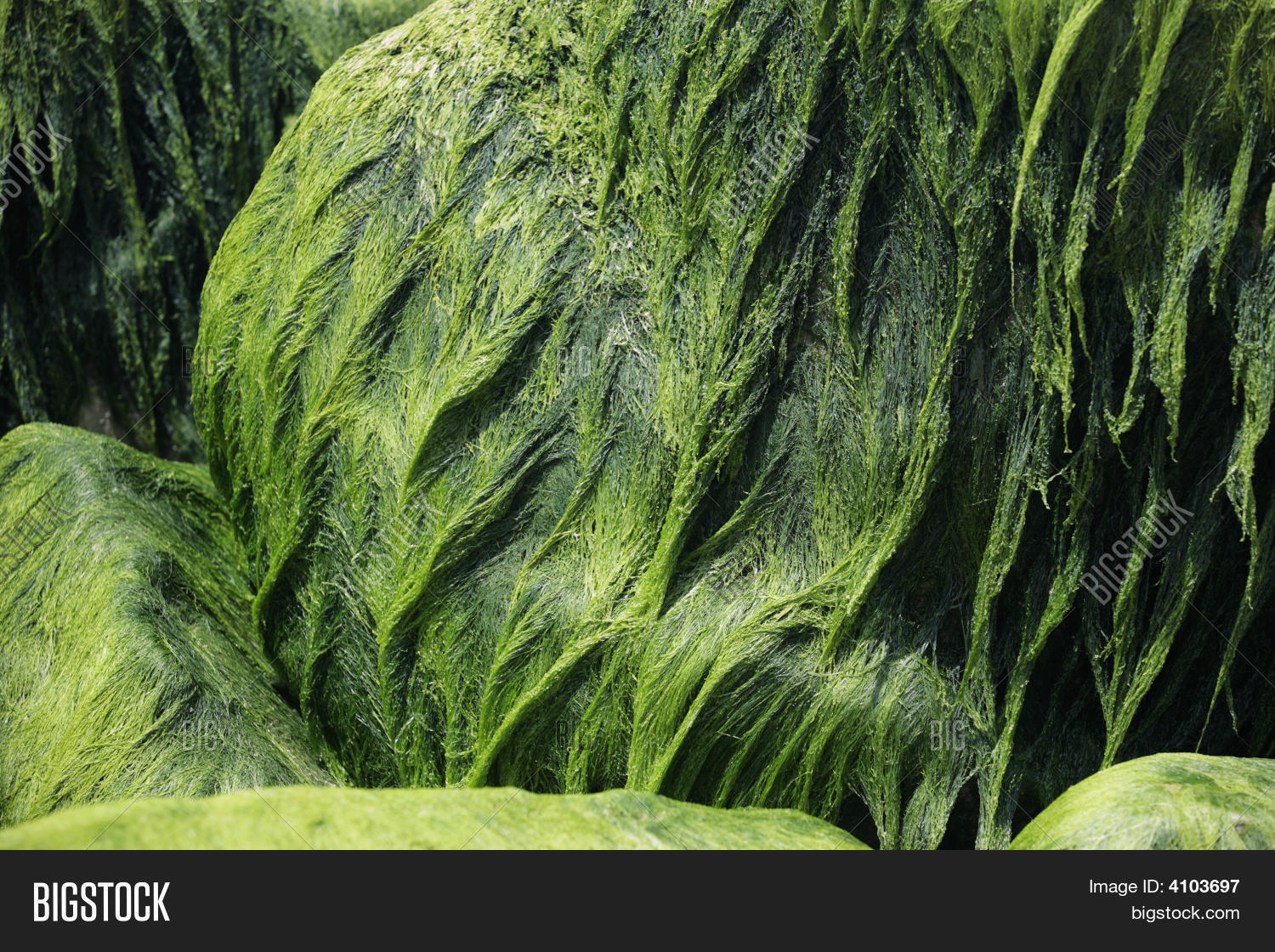 Algae On Stones Image & Photo (Free Trial) | Bigstock