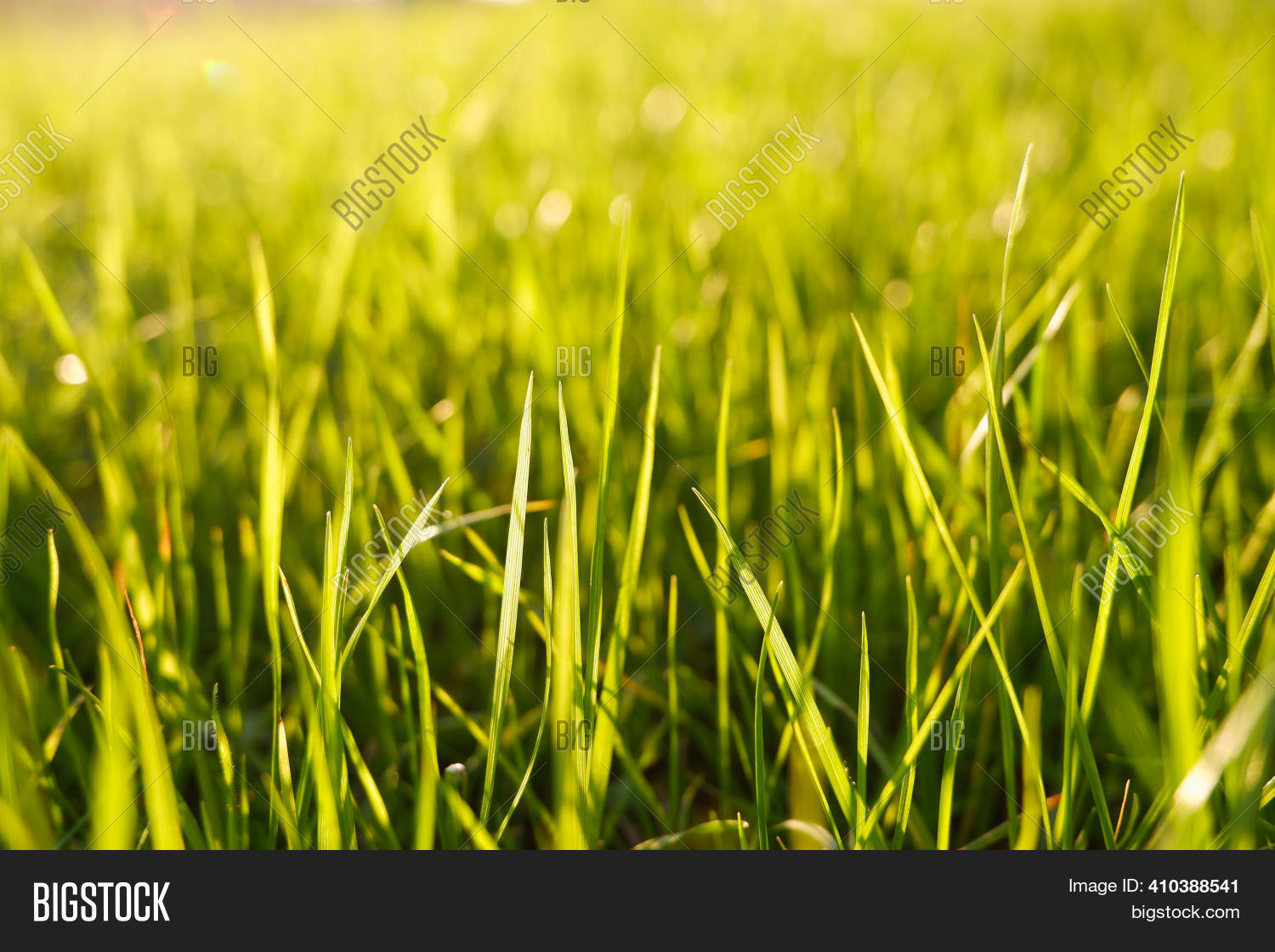 Natural Green Eco Image & Photo (Free Trial) | Bigstock