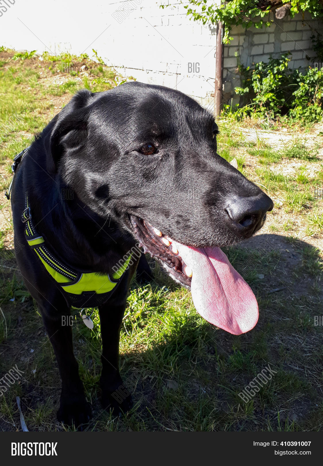 Happy Black Labrador Image & Photo (Free Trial) | Bigstock