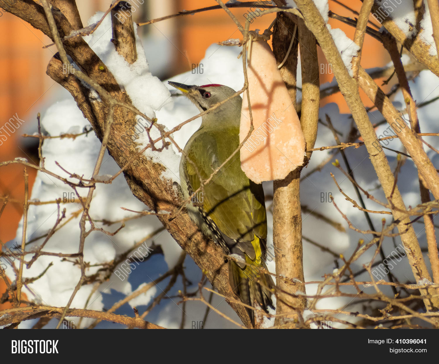 Grey-headed Woodpecker Image & Photo (Free Trial) | Bigstock