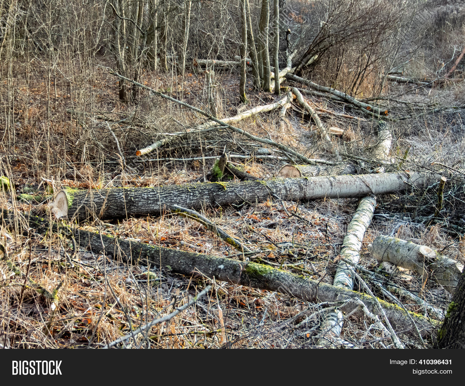 Cut Down Tree Logs Image & Photo (Free Trial) | Bigstock