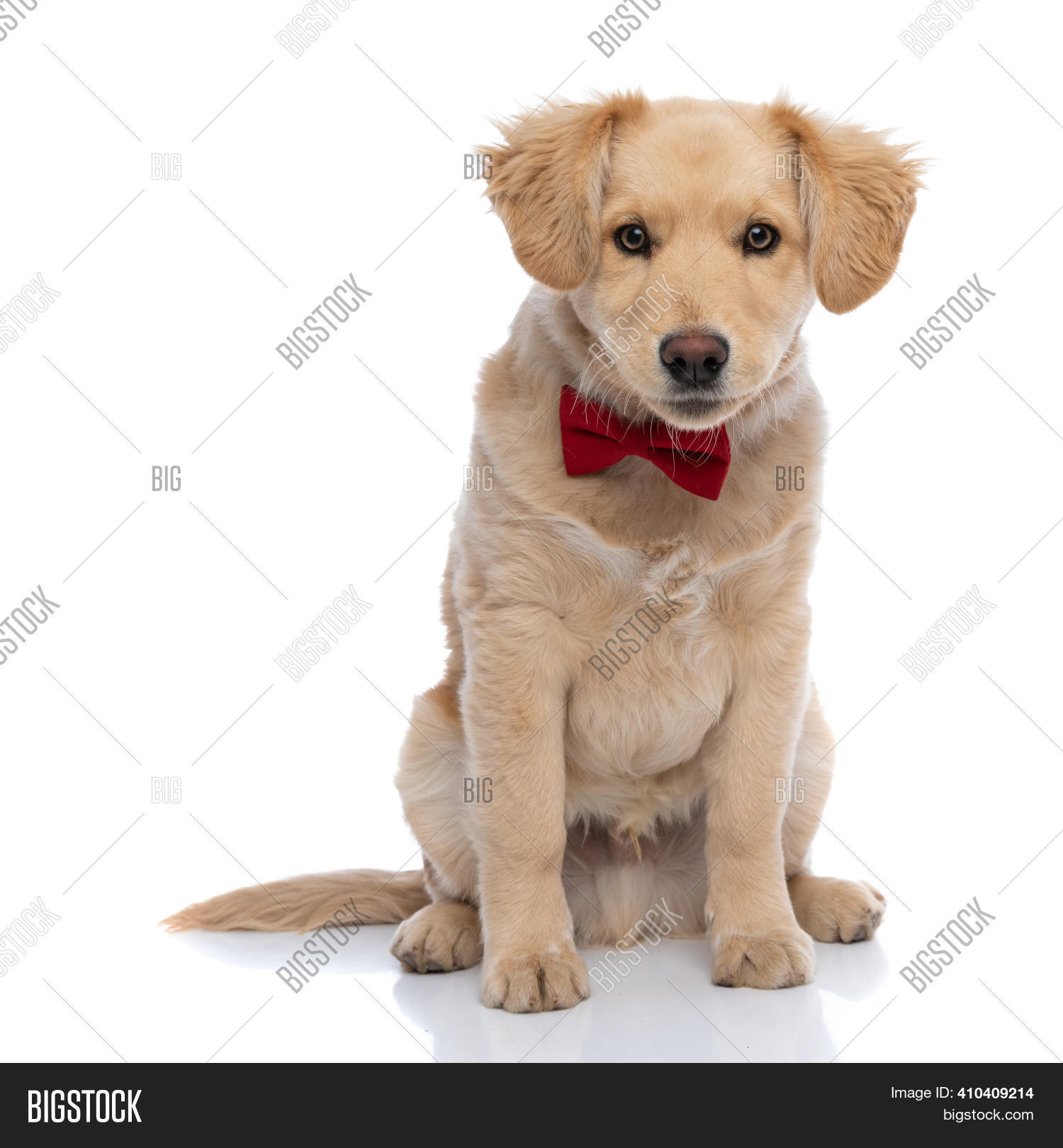 Elegant Small Labrador Image & Photo (Free Trial) | Bigstock