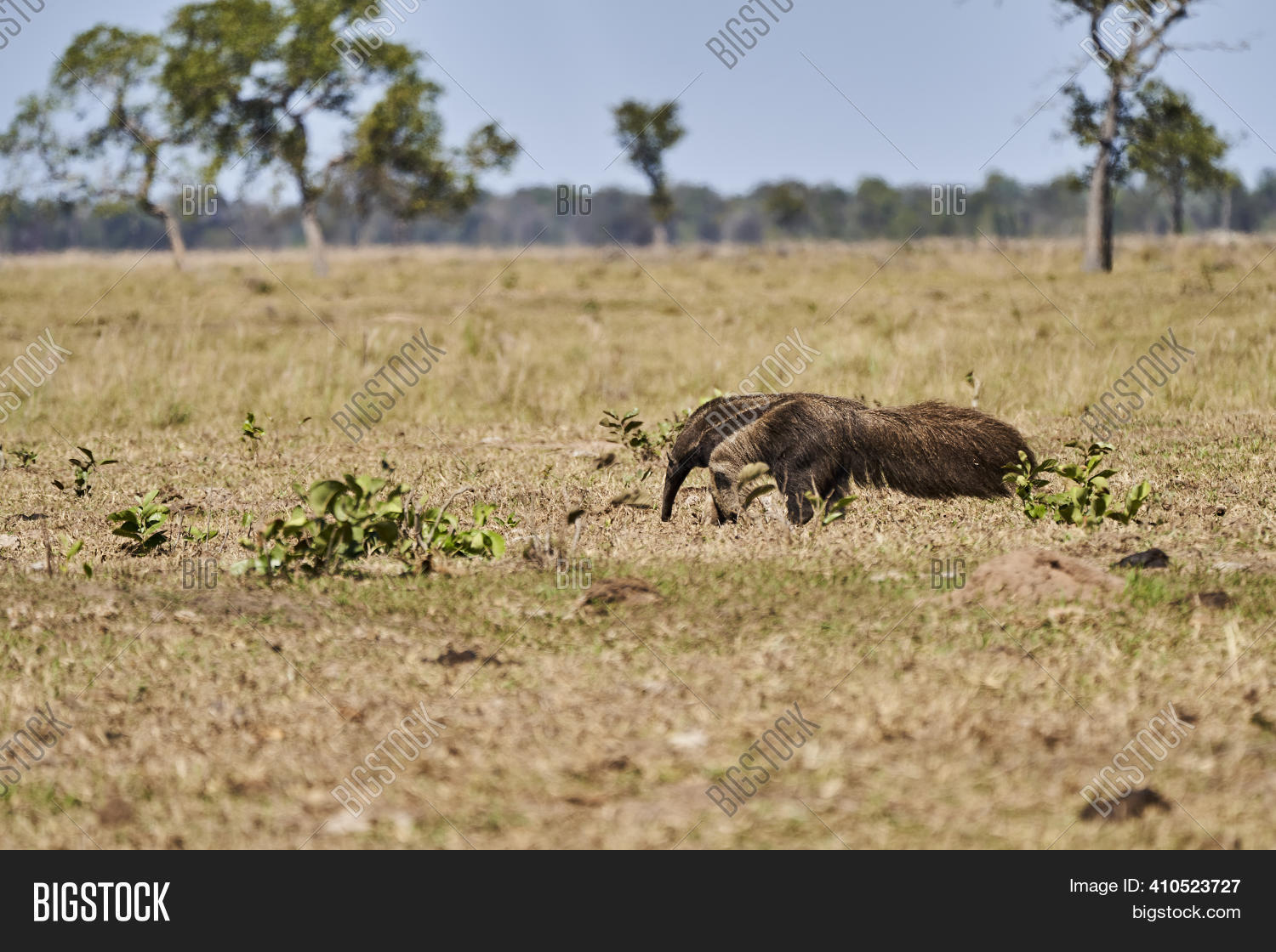 Giant Anteater Walking Image & Photo (Free Trial) | Bigstock